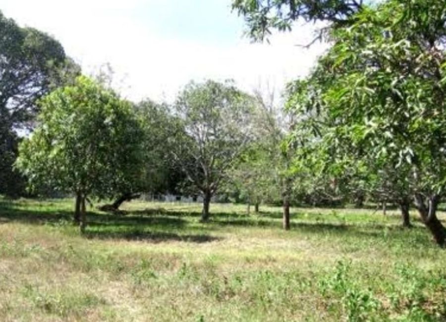 Mango farm for sale in Pangasinan | Lamudi.com.ph