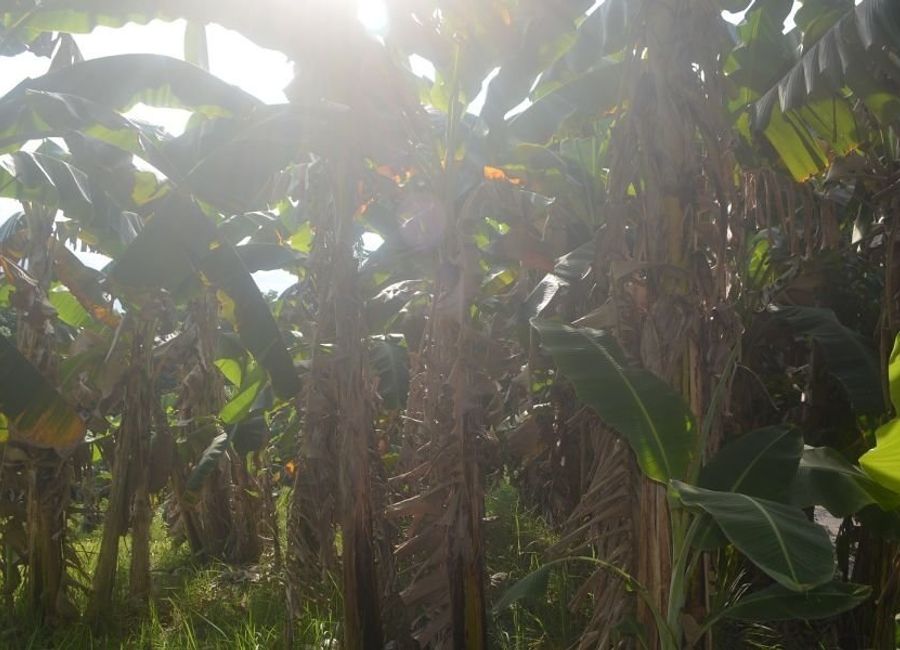 Sibonga farm land and along the road near simala lindogon church ...