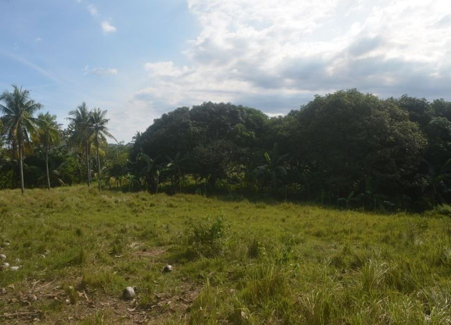 Sibonga farm land and along the road near simala lindogon church ...