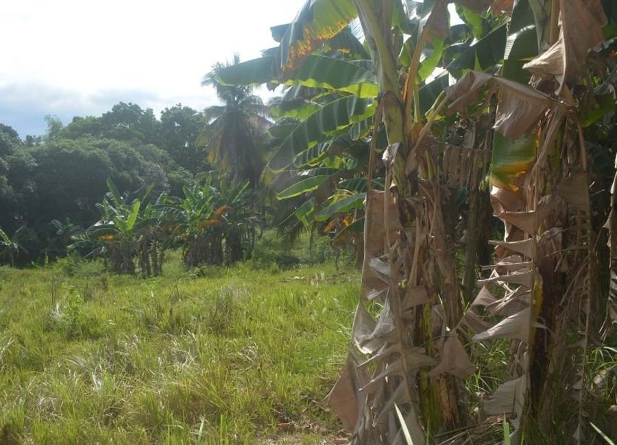 Sibonga farm land and along the road near simala lindogon church ...