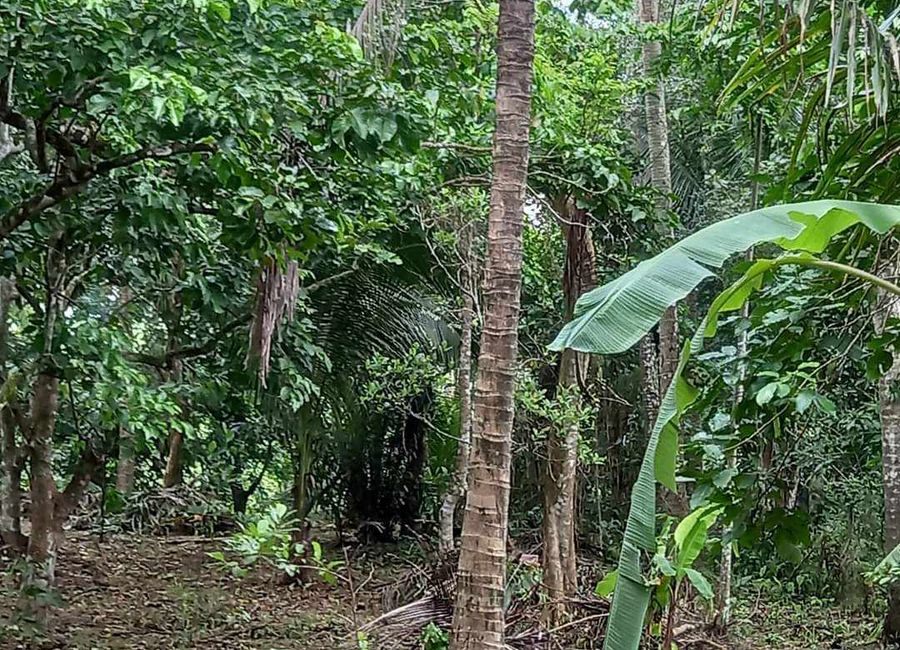 Farm Lot for Sale: Ideal Location in Kayquit, Indang Cavite | Lamudi.com.ph