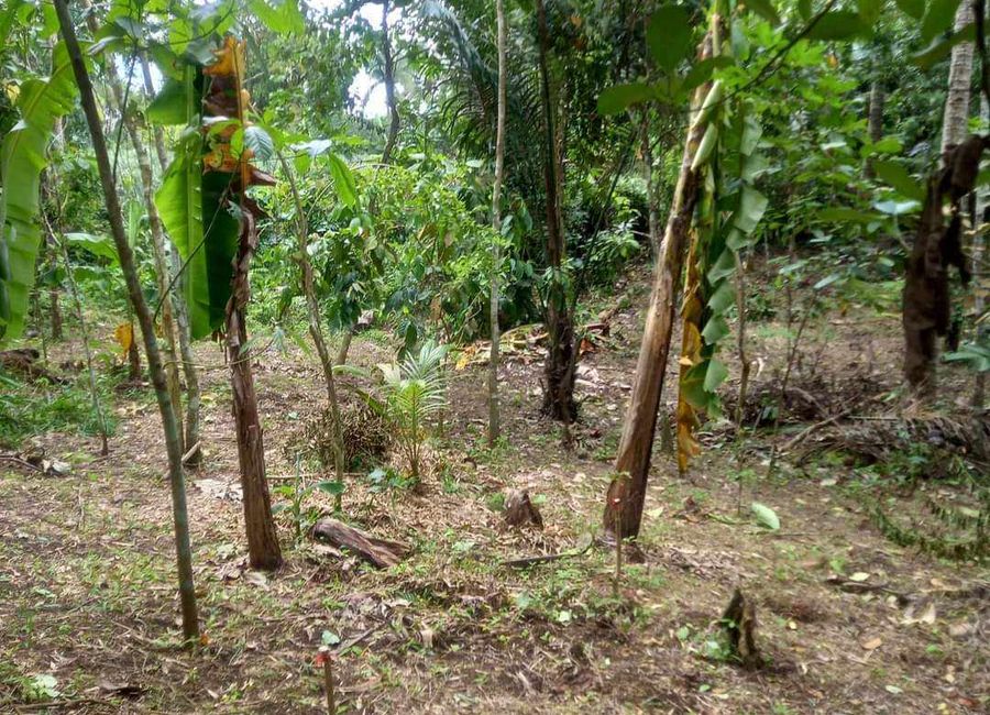 Farm Lot for Sale: Ideal Location in Kayquit, Indang Cavite | Lamudi.com.ph