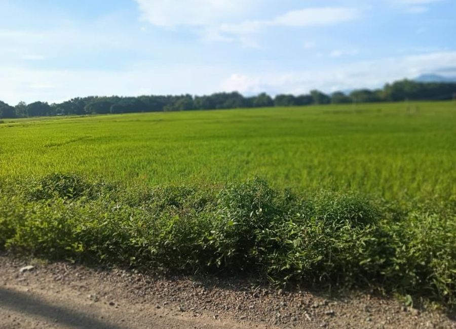 UMINGAN PANGASINAN RICE FARM | Lamudi.com.ph