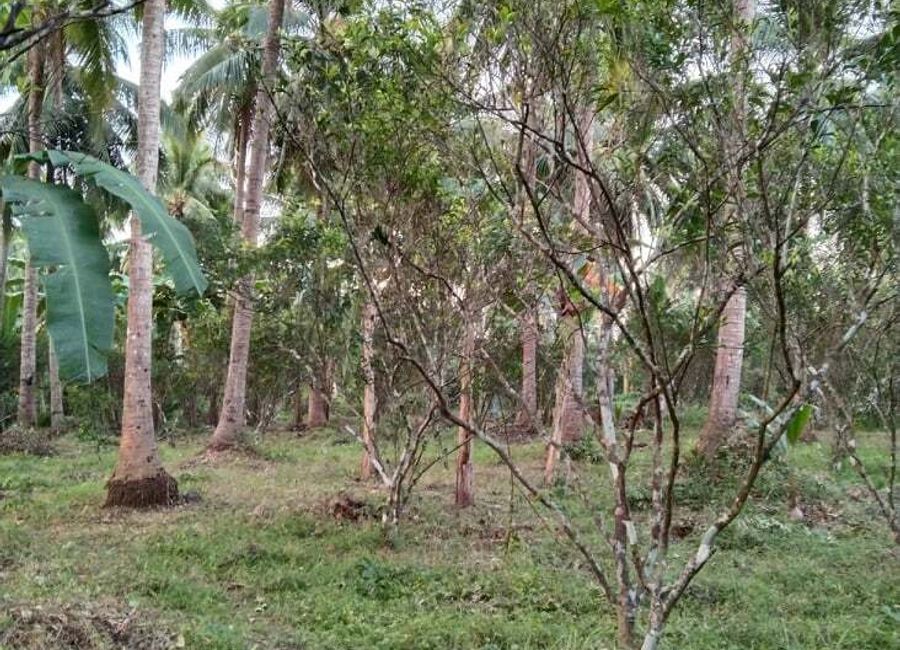 Live Off the Land – Prime 4.4-Hectare Farm in Cabatang, Quezon (FOR ...