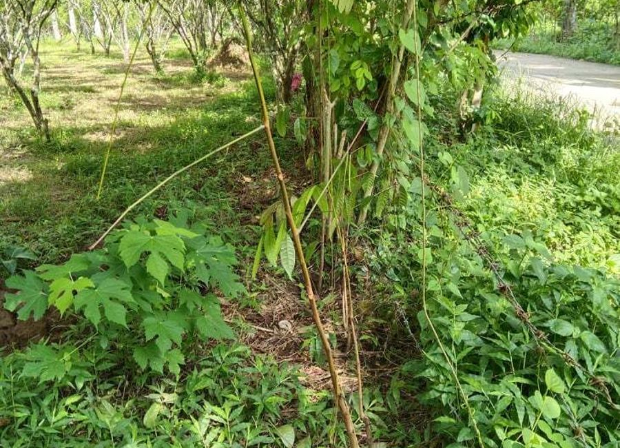 Live Off the Land – Prime 4.4-Hectare Farm in Cabatang, Quezon (FOR ...