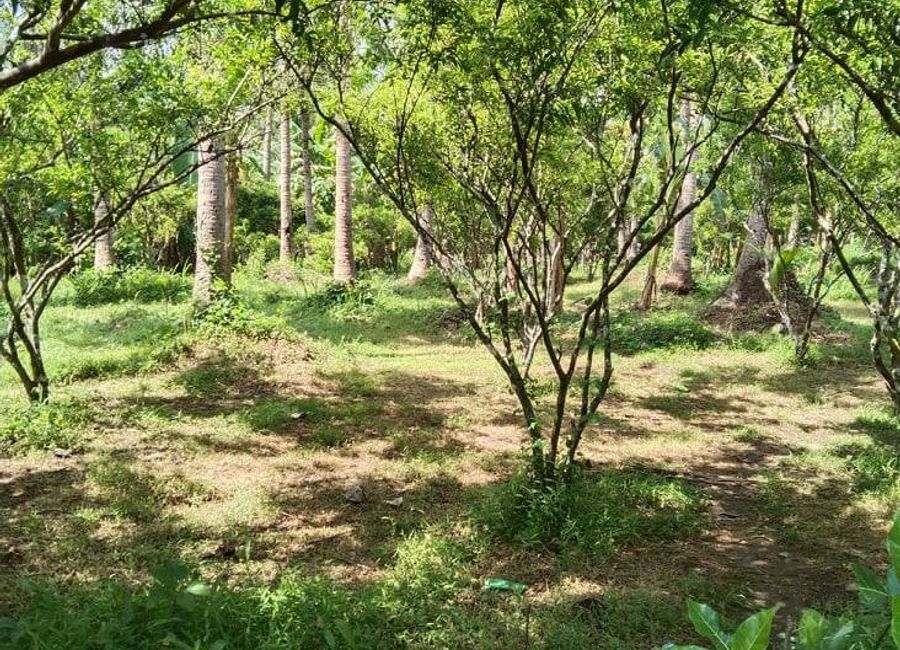 Live Off the Land – Prime 4.4-Hectare Farm in Cabatang, Quezon (FOR ...