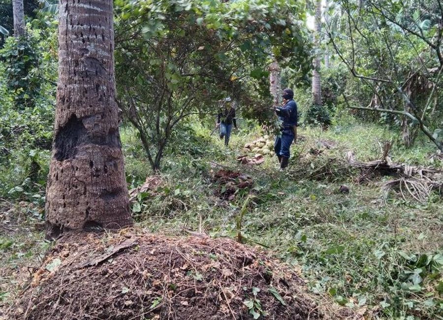 Live Off the Land – Prime 4.4-Hectare Farm in Cabatang, Quezon (FOR ...