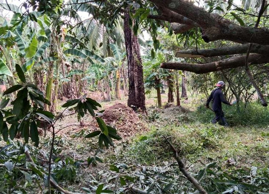 Live Off the Land – Prime 4.4-Hectare Farm in Cabatang, Quezon (FOR ...