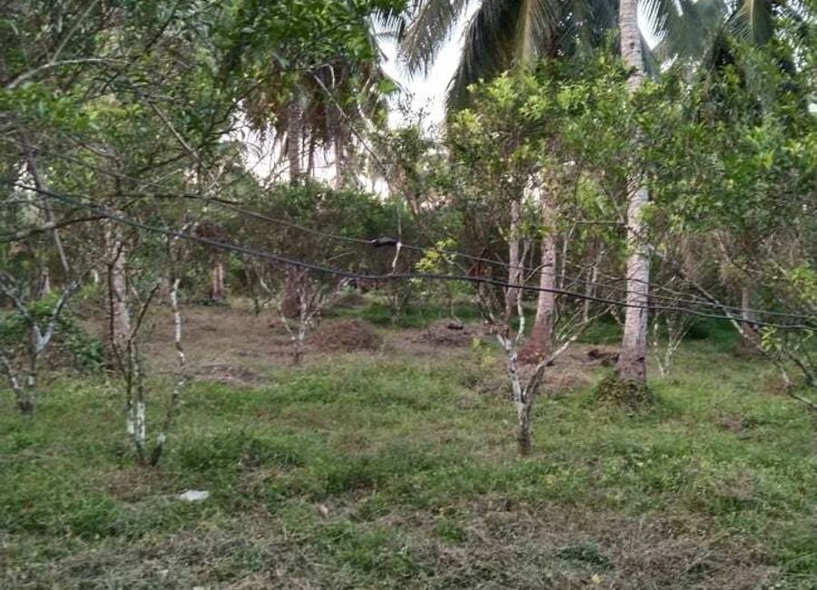 Live Off the Land – Prime 4.4-Hectare Farm in Cabatang, Quezon (FOR ...