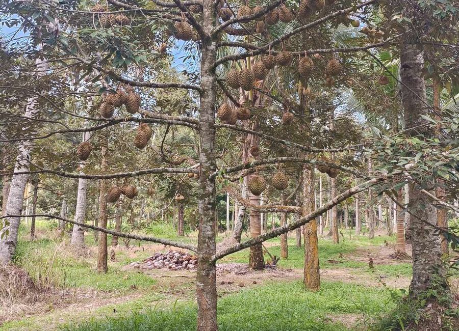 2 HECTARES FARM WITH 600 DURIAN PLANT IN CALINAN DAVAO CITY 3M/HAS ...