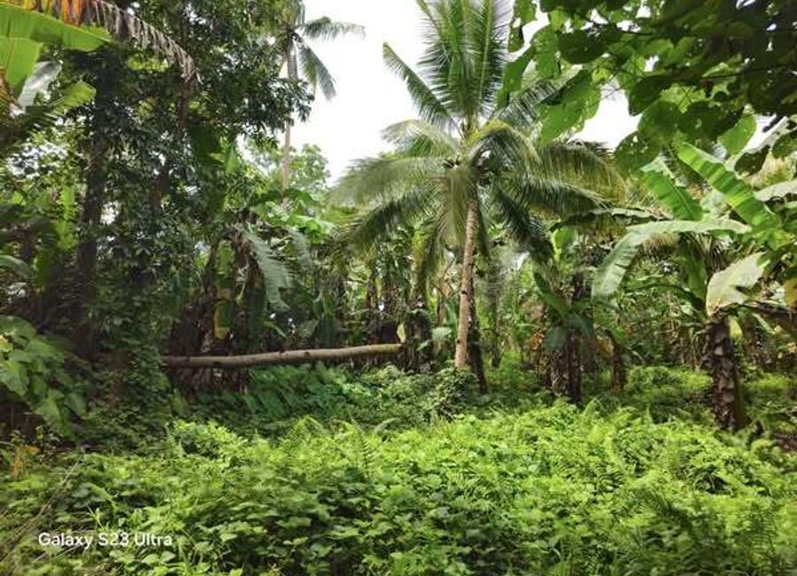 For Sale: 3.5-Hectare Farm Lot in Carmen, Bohol | Lamudi.com.ph