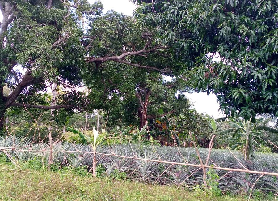 2 Hectares Farm Lot for Sale in Barangay Batas, Silang, Cavite | Lamudi ...
