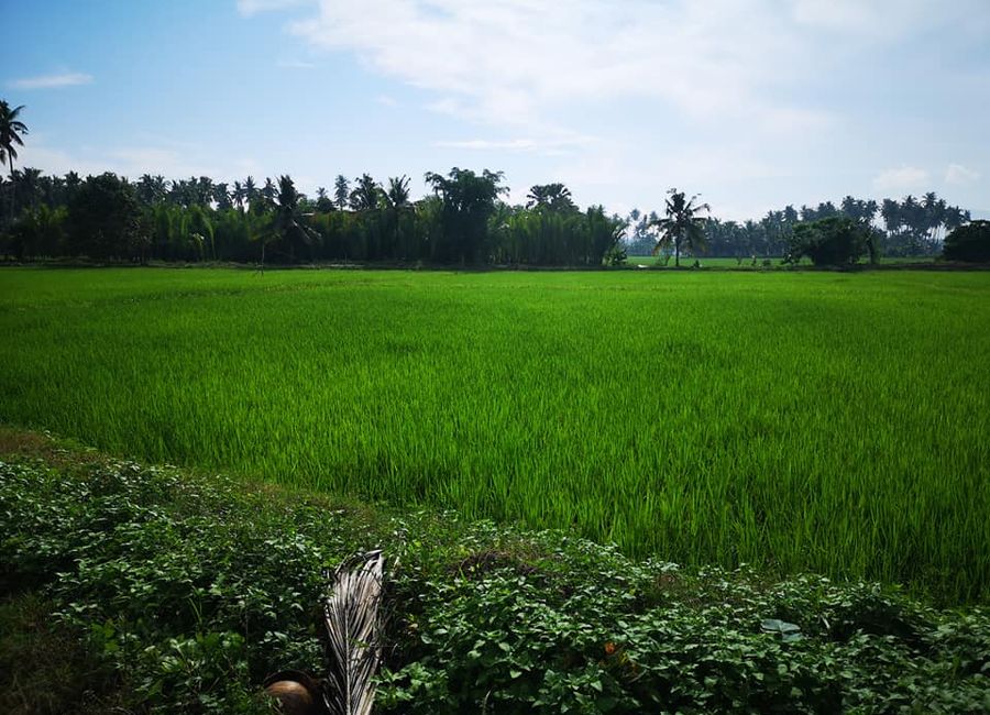 60 Hectares fully developed Fishpond for Sale | Lamudi.com.ph