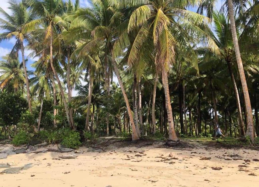 Siargao, Daku Island White Sand Beachfront Lot Only 1,399 sqmtrs 30 meters wide | Lamudi.com.ph