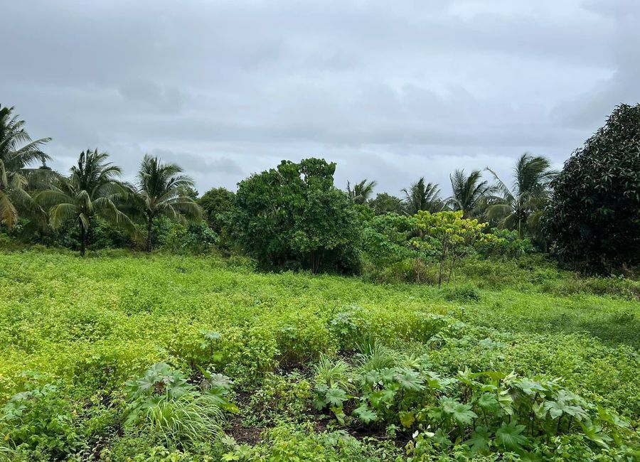 43,796 Sqm. Farm Land For Sale With Structures For Piggery At Dauin ...