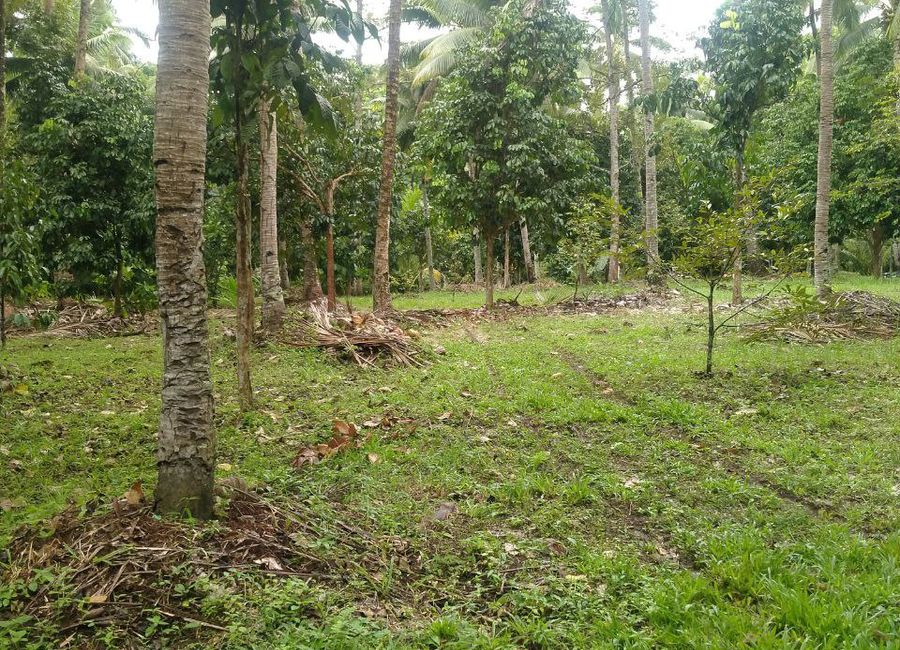 2 Hectares Agricultural Farm lot For Sale in Toril, Davao City | Lamudi ...
