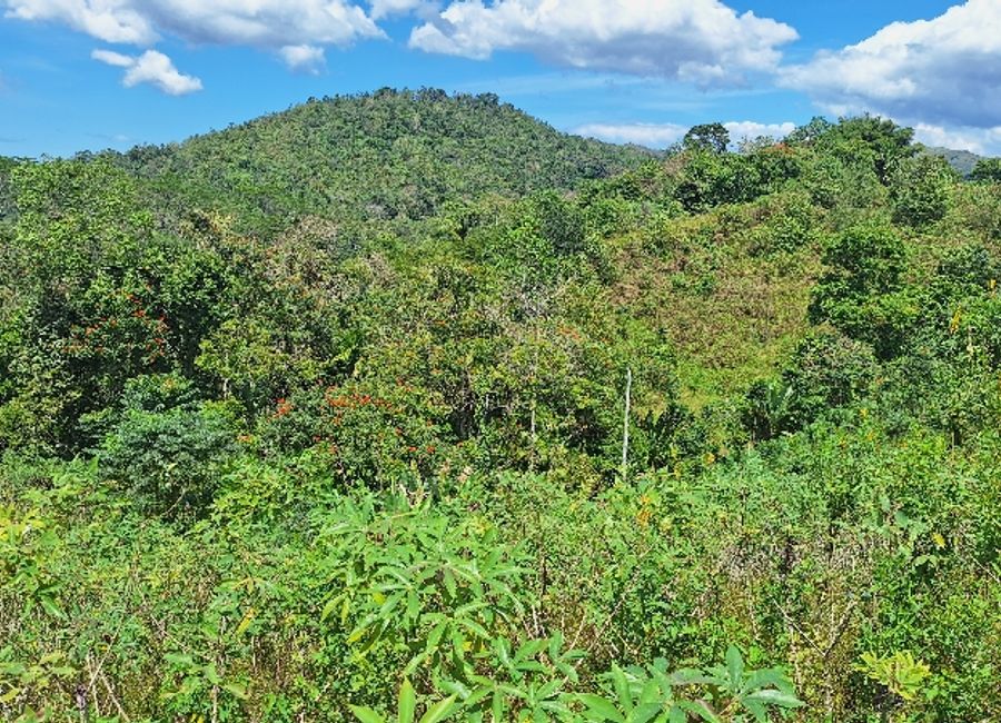 Affordable overlooking farmlot at Capihan, Libona | Lamudi.com.mx