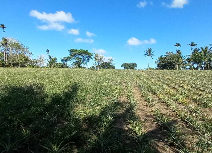 For Sale! Indang Cavite Farm Lot near Tagaytay 368sqm -AJCS | Lamudi.com.ph