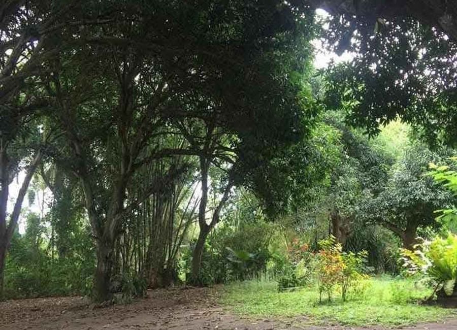 House And Lot For Sale In Dumaguete City, Negros Oriental | Lamudi.com.ph