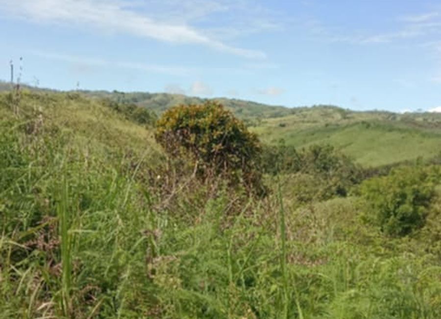 15-hectares farm lot for sale | Lamudi.com.ph