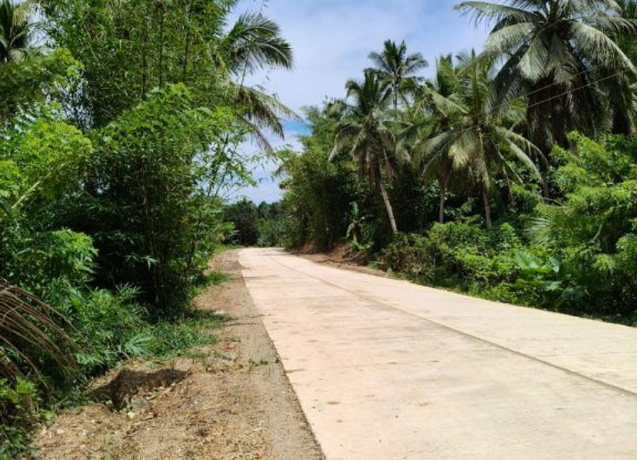 1.4-hectare farm for sale in Magara, Roxas Palawan | Lamudi.com.ph