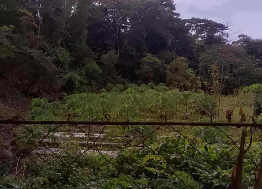Orchard in Rosario La Union | Lamudi.com.ph