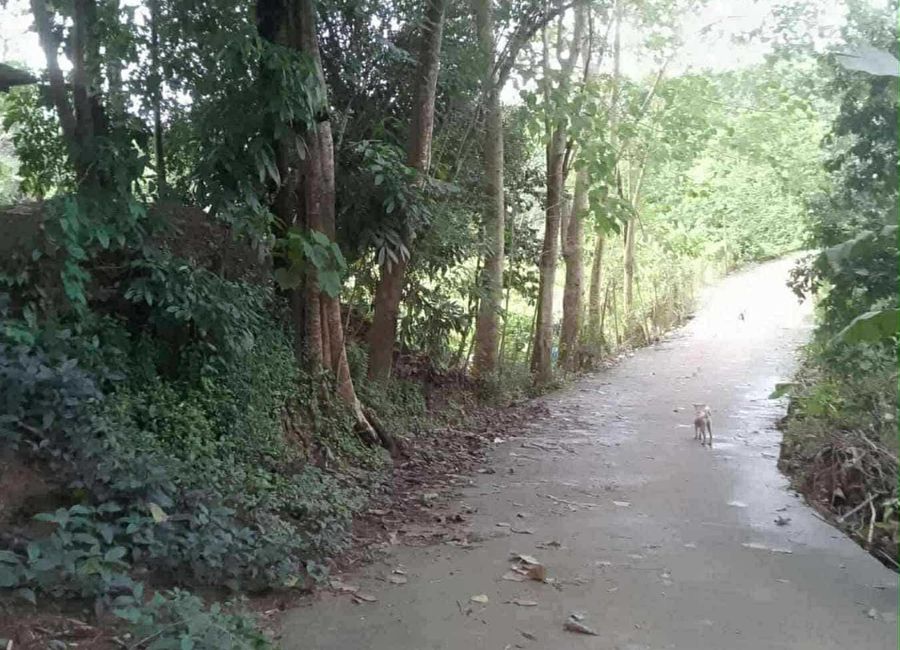 Orchard in Rosario La Union | Lamudi.com.ph
