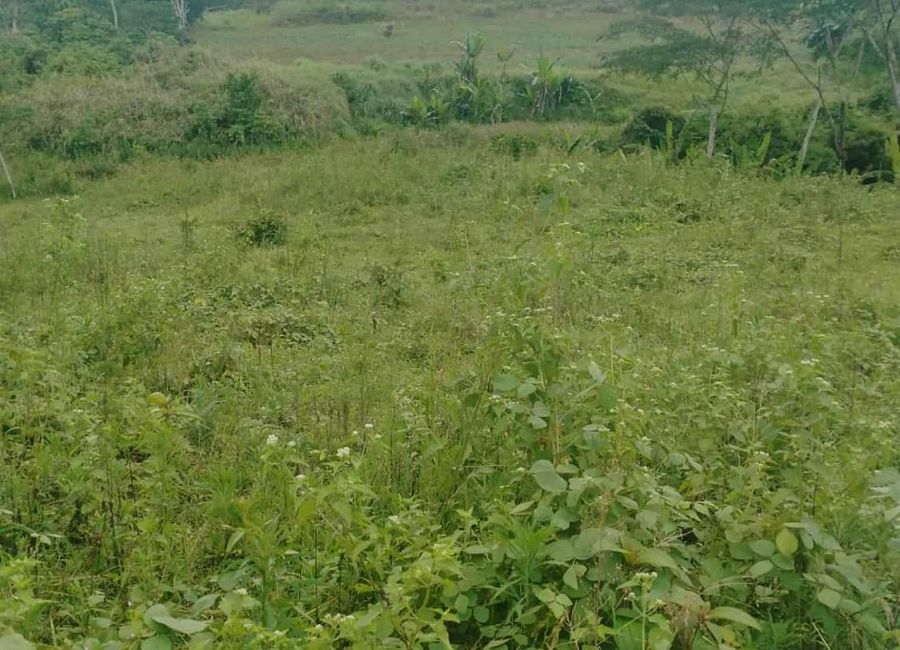 RUSH SALE! 5-Hectare Titled Farm Lot | Lamudi.com.ph