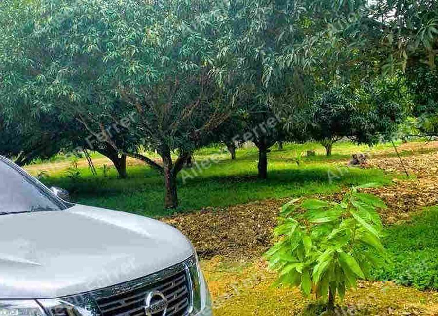 TITLED FARM LOT SUBDIVISION FOR SALE IN BALAMBAN, CEBU | Lamudi.com.ph