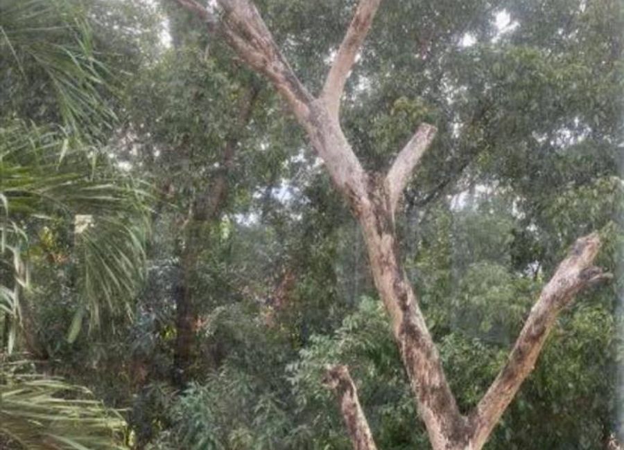 Corner Lot with Tall Trees in Antipolo Crestview Homes For Sale ...