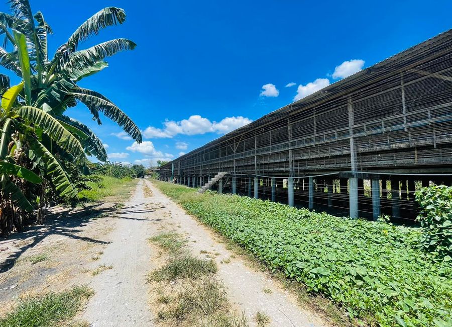 RUSH SALE LAYER POULTRY FARM IN PAMPANGA - TAKE OVER EXISTING BUSINESS ...