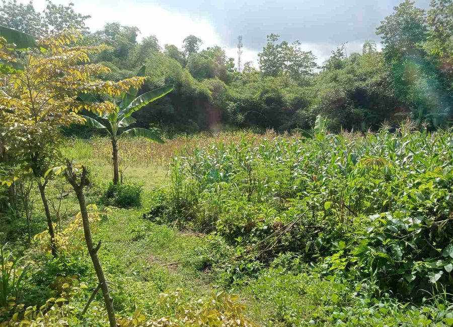Sawah murah 4000m², truk sampai lokasi panen 3x/tahun , 500m dari jalan ...