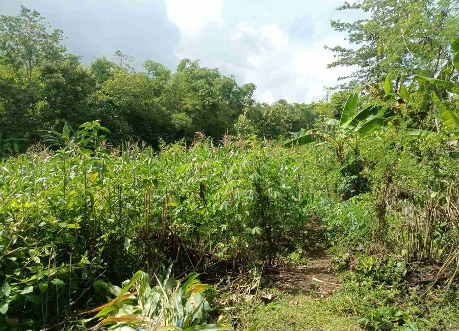 Sawah murah 4000m², truk sampai lokasi panen 3x/tahun , 500m dari jalan ...