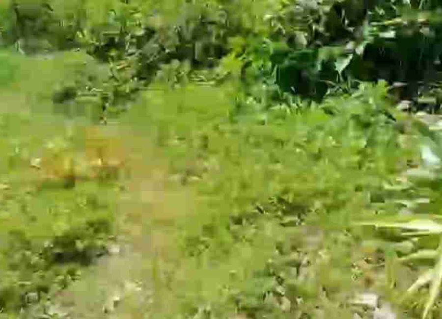 Sawah murah 4000m², truk sampai lokasi panen 3x/tahun , 500m dari jalan ...