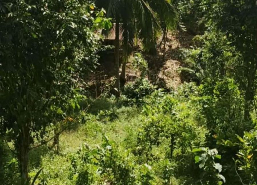 FARMLOT FOR SALE IN MABATO CALAMBA LAGUNA | Lamudi.com.ph