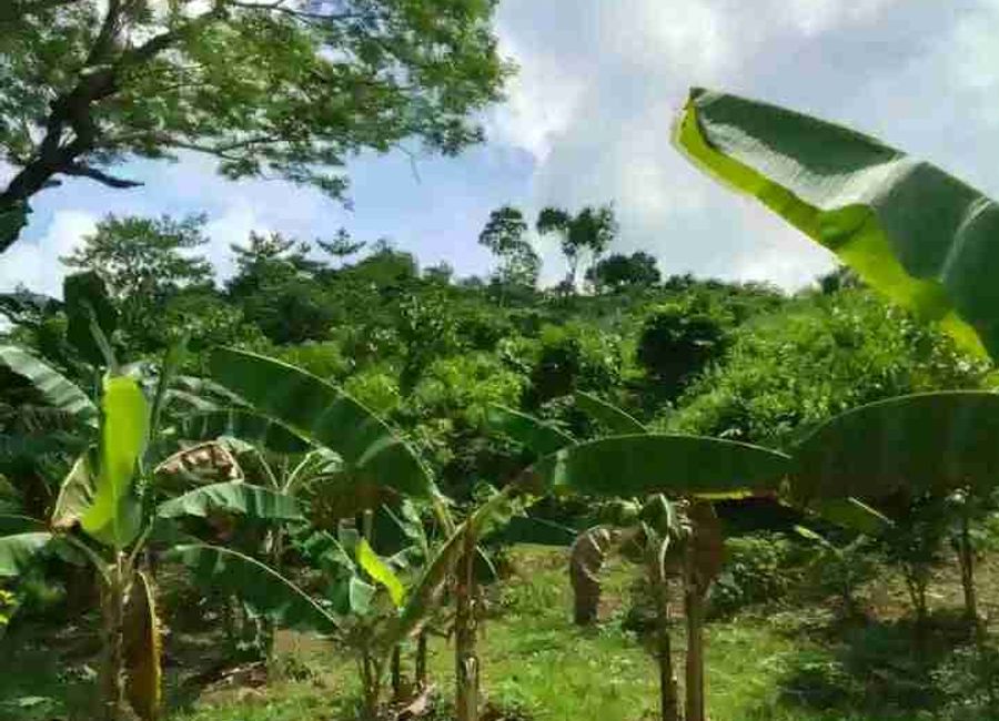 Overlooking Property Busuanga Palawan | Lamudi.com.ph