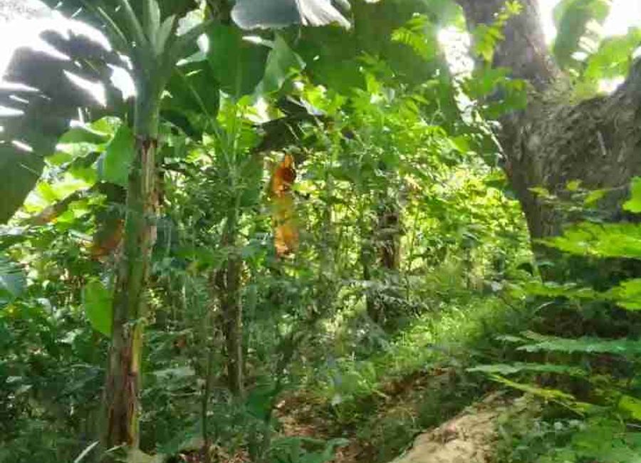 Overlooking Property Busuanga Palawan | Lamudi.com.ph