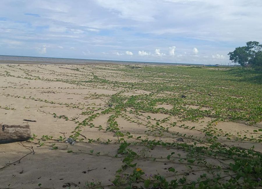 4 Hectares Beach lot for sale in Roxas Palawan | Lamudi.com.ph