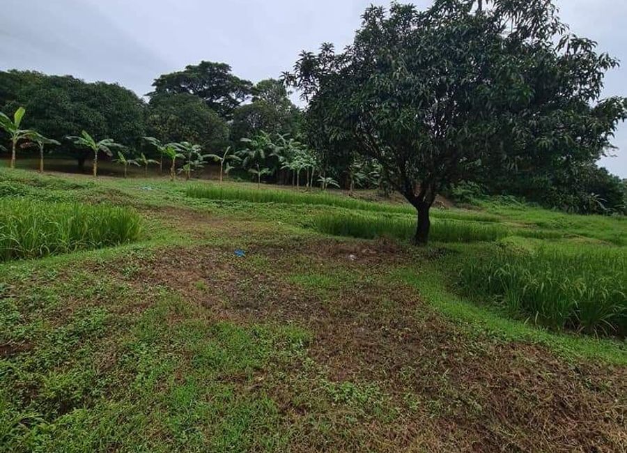Massive 76,569 sqm. Agricultural Farm Lot for Sale in Bulacan City ...