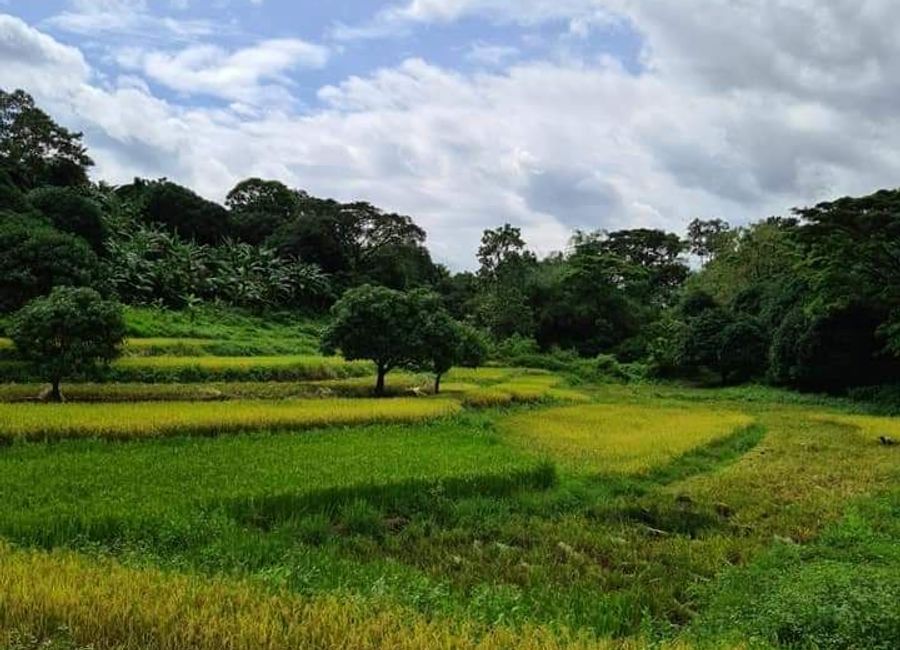 Massive 76,569 sqm. Agricultural Farm Lot for Sale in Bulacan City ...