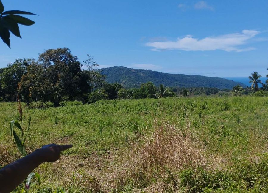 5-hectare farm lot for sale | Lamudi.com.ph