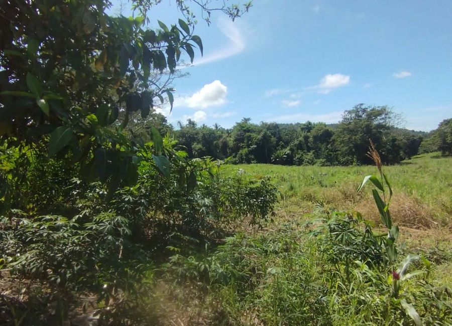 5-hectare farm lot for sale | Lamudi.com.ph