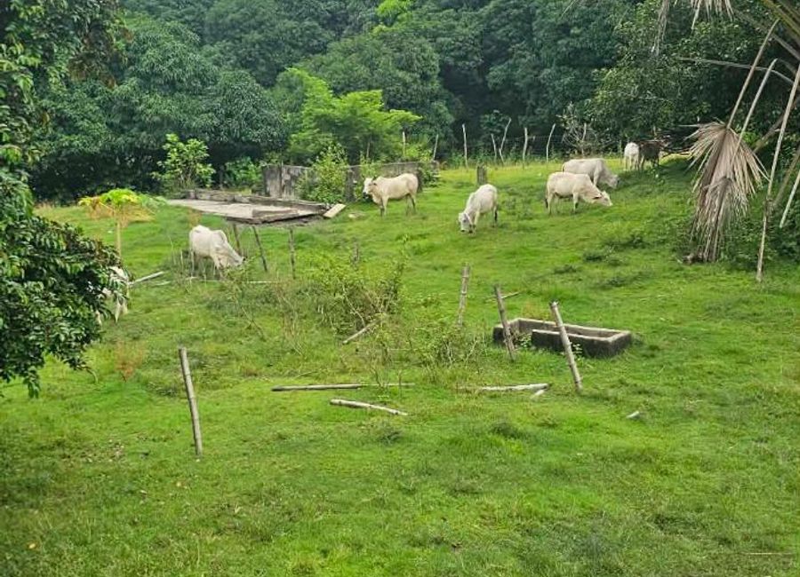 Agricultural Lot fish ponds and mango trees | Lamudi.com.ph