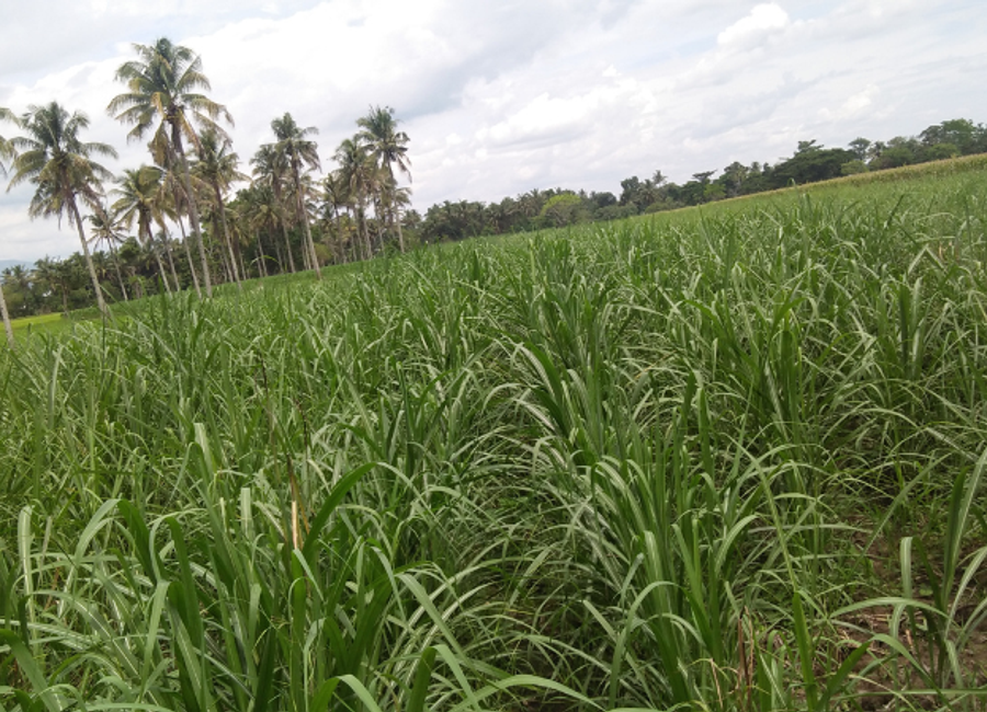 Farm Lot for Sale in Valencia City, Bukidnon | Lamudi.com.ph