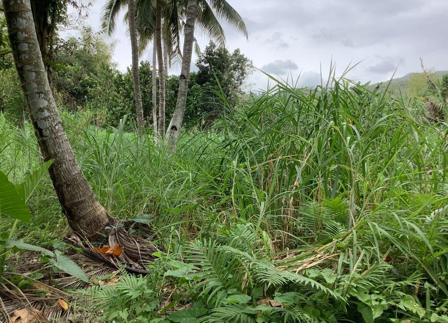 STRATEGIC ARGAO, CEBU LOT 38500SQM WITH MANGO TREES | Lamudi.com.ph